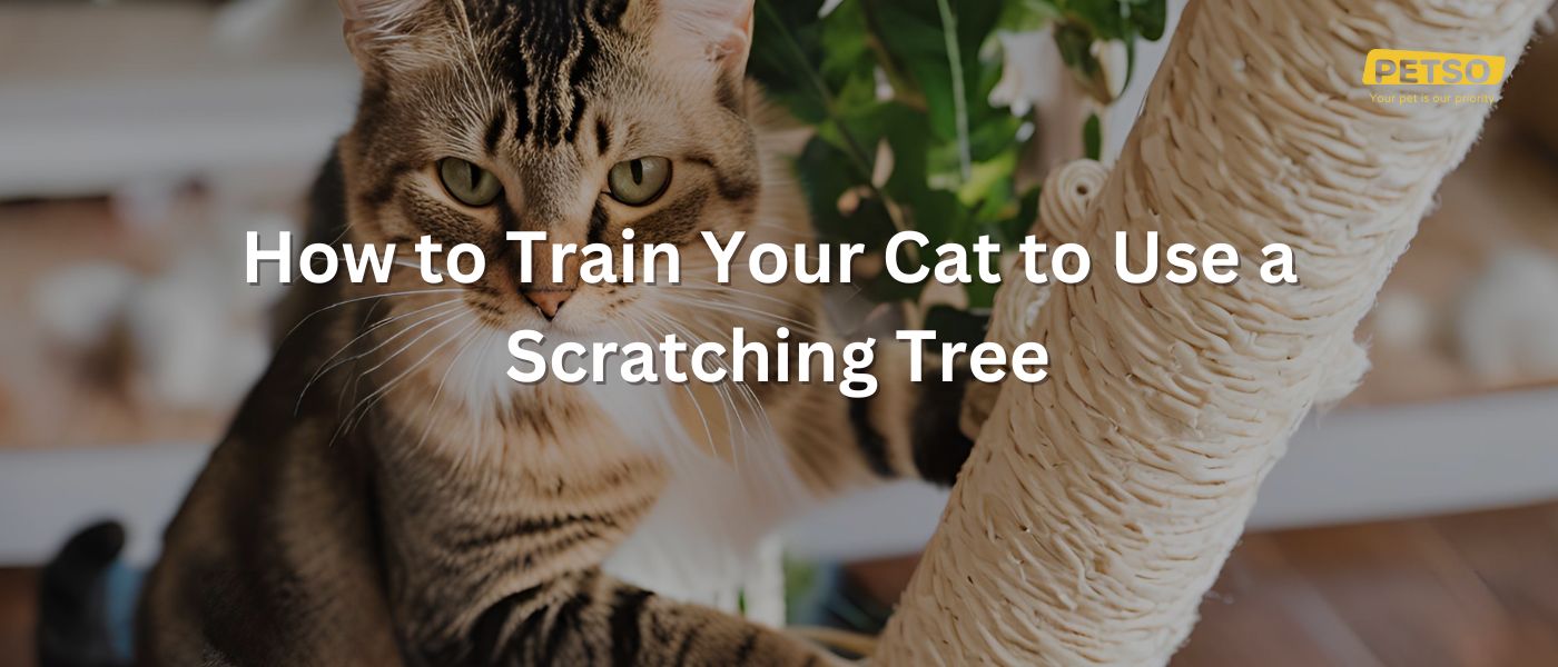 How to Train Your Cat to Use a Scratching Tree – Petso