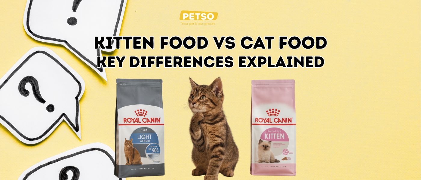 Kitten Food vs Cat Food: Key Differences Explained – Petso