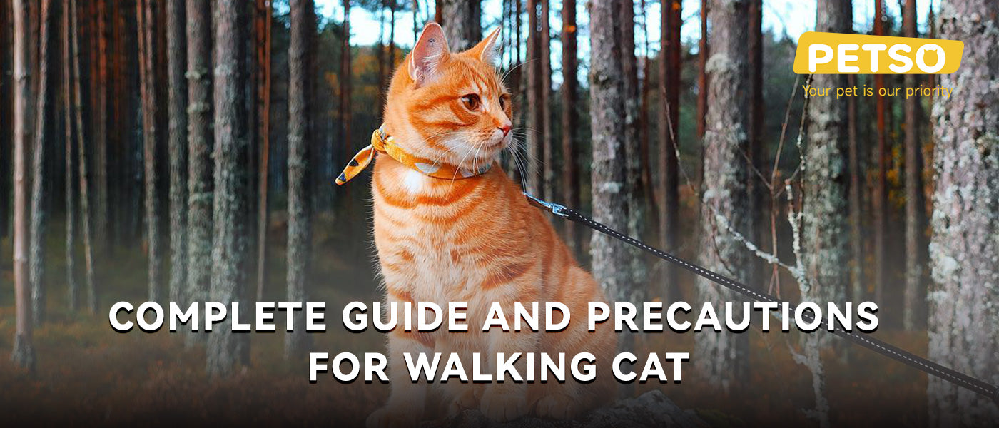 Complete Guide and Precautions for Walking Cats | Blog | Petso Au