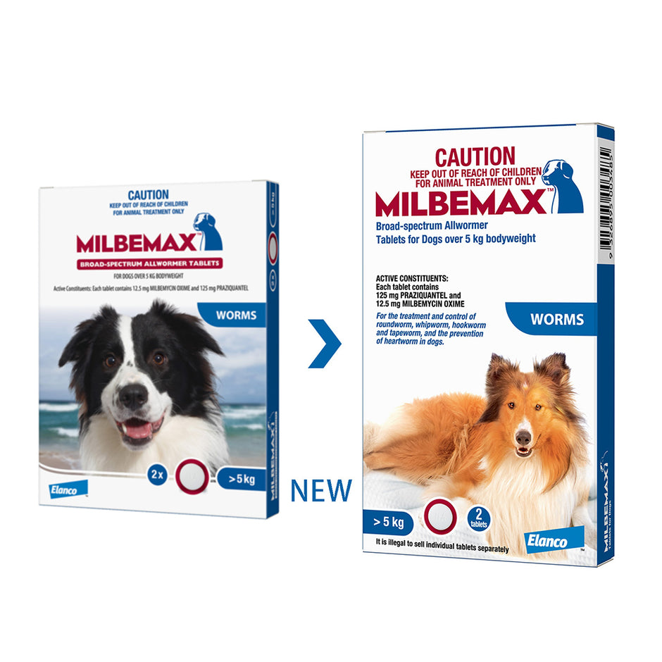 Dog Worms Treatment | Petso Online Store